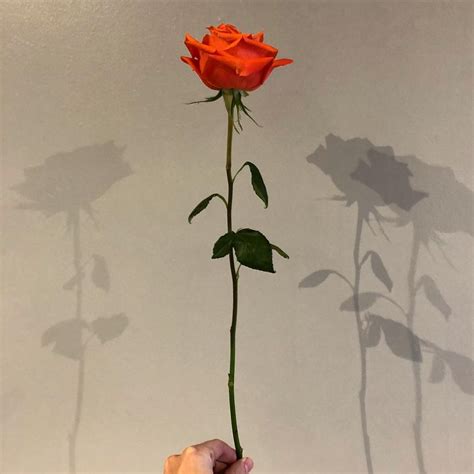 Red Roses Meaning A Comprehensive Guide Song Of Roses