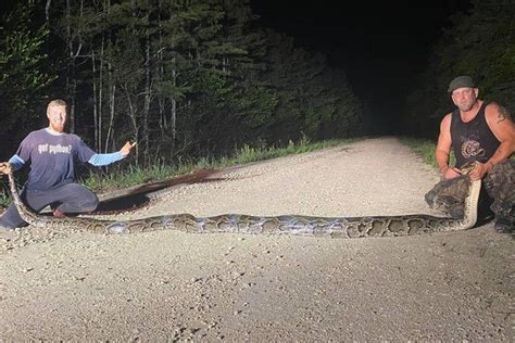 Gigantesca Essa é A Maior Píton Birmanesa Já Capturada Na Flórida