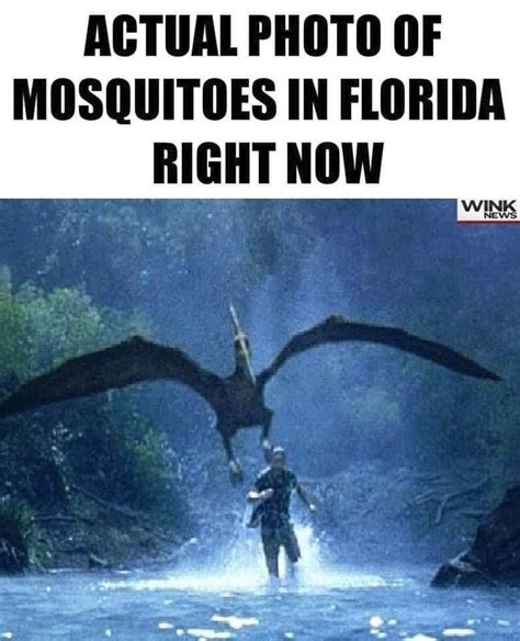 The Best Mosquitoes Memes Memedroid