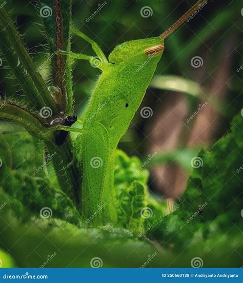 Oxya Grasshopper Has A Green Color Like Leaves Which Serves For
