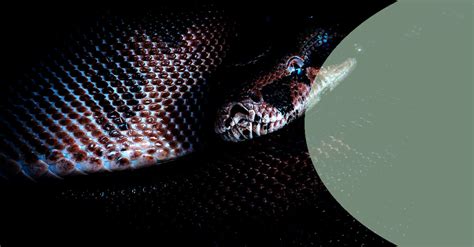 Creating Dynamic Python Chatbots Inspiring Project Concepts Web Dev Byte