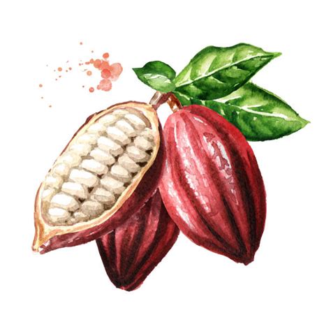 Cocoa Pod Illustrations Royalty Free Vector Graphics And Clip Art Istock