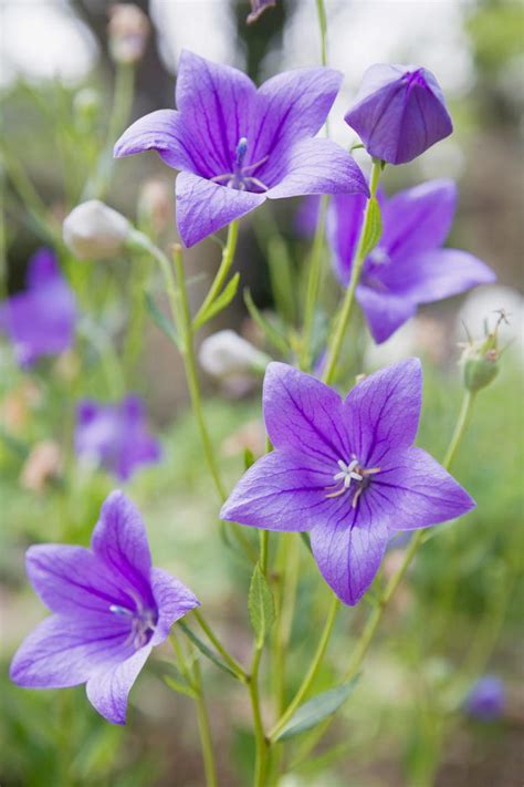 Give Your Garden Some Royal Color With These Purple Flowers