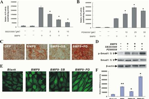 Opposing Effects Of Sb20358 And Pd98059 On Bmp9 Induced Osteogenic