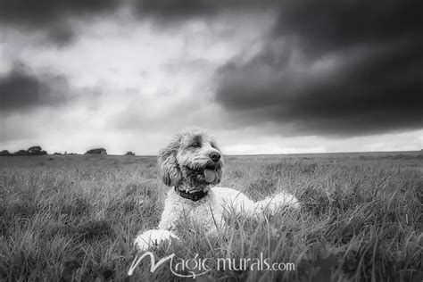 Resting Cockapoo Wallpaper Wall Mural By Magic Murals