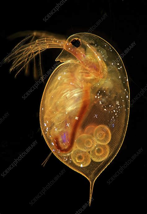 Daphnia Water Flea With Eggs Light Micrograph Stock Image C048