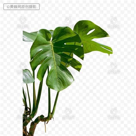 Png Woofeng Cn