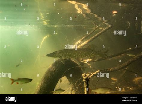 Pike Northern Pike Esox Lucius Lurking For Prey Germany Bavaria