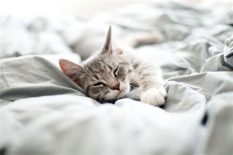 Why You Shouldn T Let Your Cat Sleep In Bed With You Better Homes And