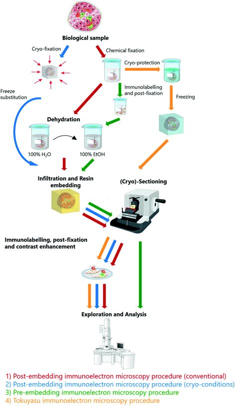 Correlative Cathodoluminescence Electron Microscopy Bioimaging Towards