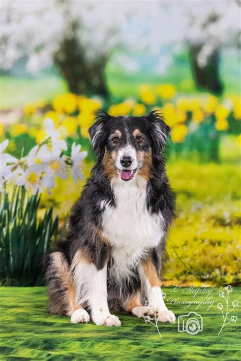 Kate Spring Forest Grass Flowers Backdrop Designed By Emetselch