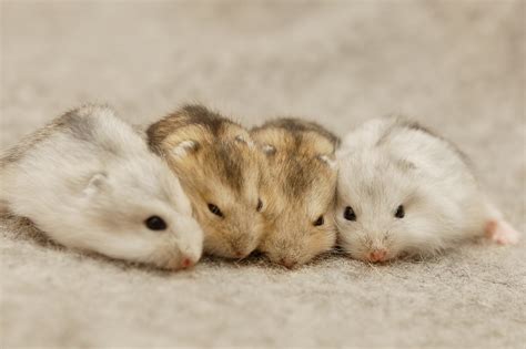 Vinterhvit Dverghamster Hamsterhiet Hamsteroppdrett Siden 2010