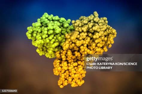 Protease Enzyme Photos And Premium High Res Pictures Getty Images