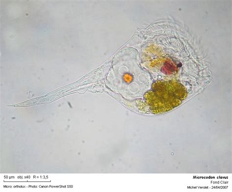 Microcodon Clavus Rotifères Mikroscopia