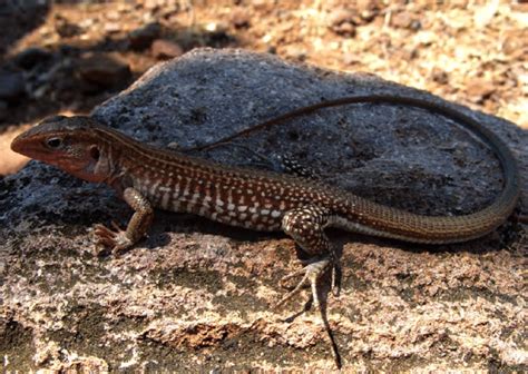 Macho Adulto De Aspidoscelis Calidipes En Michoacán México