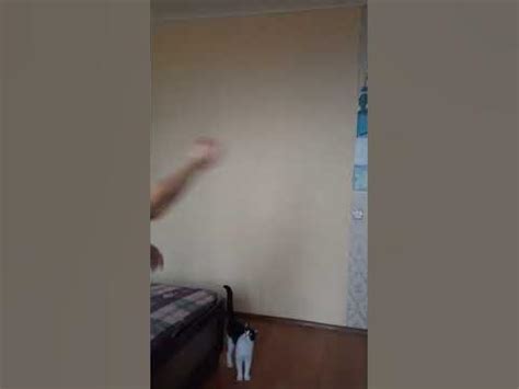 Кошка прыгает - YouTube