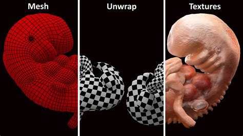 Human Embryo 4 Weeks 3d Model 39 3ds Blend Obj Gltf Ma Max