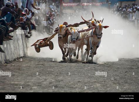 Traditional Bullock Cart Racing Bailgada Sharyatmaharashtra India