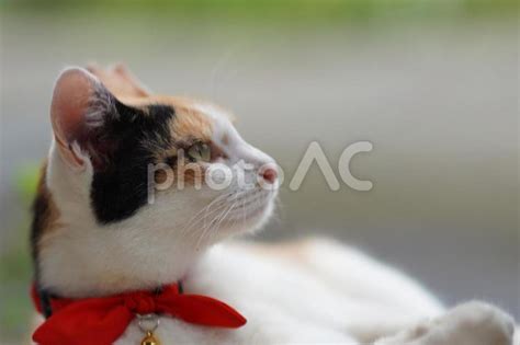 猫の横顔 No 24600790写真素材なら写真AC無料フリーダウンロードOK