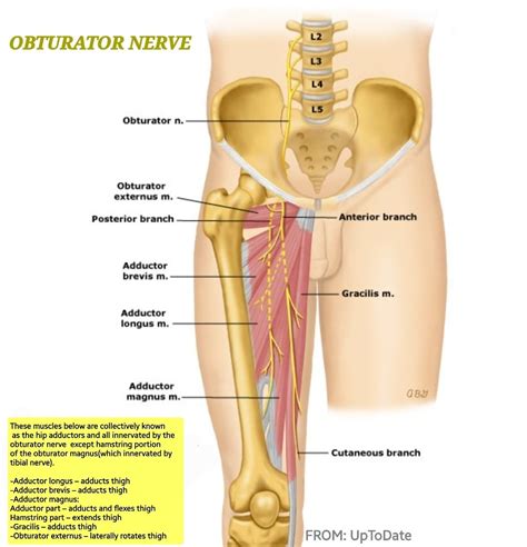 Obturator Nerve Anatomy