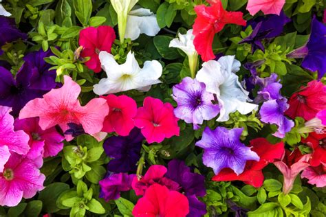 Petunia Cuidados Huerto En Casa