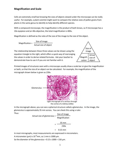 Magnification And Scale Worksheet Microscopy Calculations