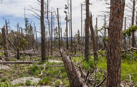 European Countries Take Actions Against Nitrogen Pollution