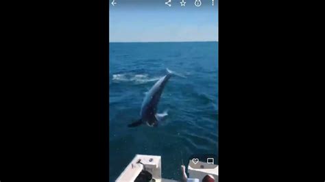 Caught On Video Shark Jumps Into Boat Off Maine Coast Fox News