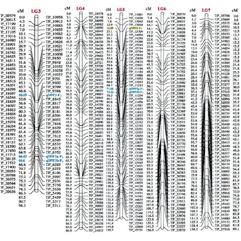 Linkage Map Of Bitter Gourd Of A Cross Dbgy 201 × Pusa Do Mousami