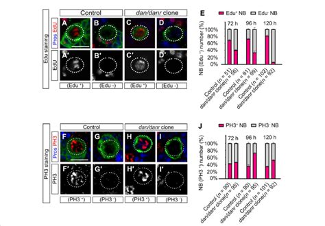 Mutations Of Dandanr Cause Nb Cell Cycle Defects In The Third Instar