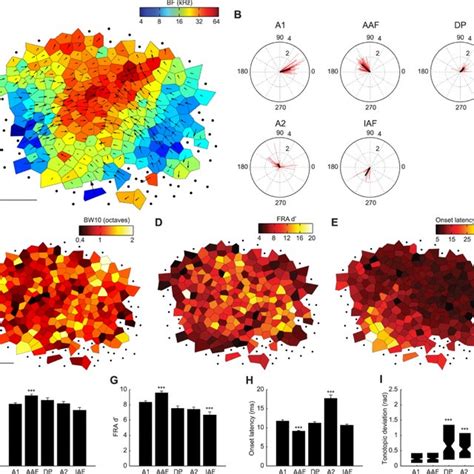 spatially organized feature representations in mouse auditory cortex