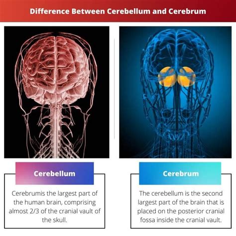 Cerebellum Vs Cerebrum Difference And Comparison