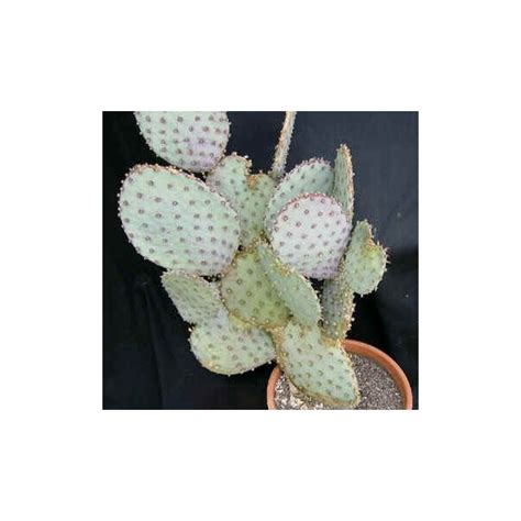 Buy Opuntia Seeds Online - Rarexoticseeds
