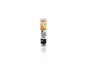 High Capacity Streptavidin Magnetic Beads VectorLabs