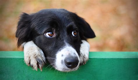 Semnele Tăcute Care Arată Că Un Câine Suferă Veterinarii Avertizează