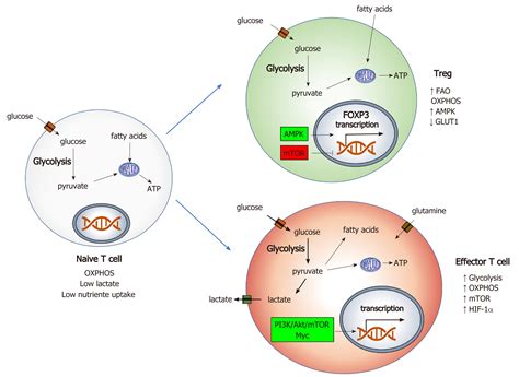 Immunometabolism A Target For The Comprehension Of Immune Response