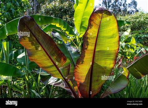 Ensete Ventricosum Maurelii Ethiopian Black Banana Ensete Ventricosum