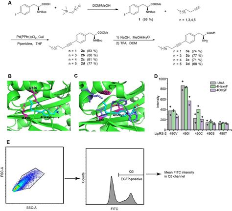 The Chemical Synthesis And Genetic Encoding Of Lipidation Mimics A