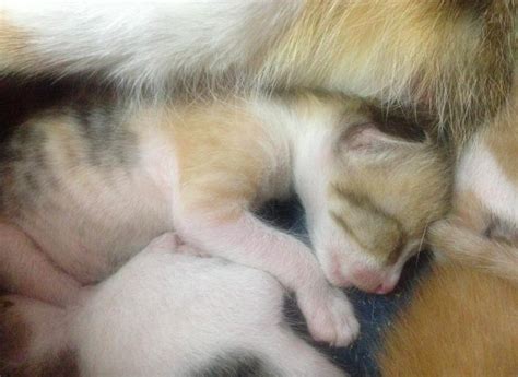 Mama Cat Just Gave Birth To Adorable Kittens When Papa Cat Sees Them