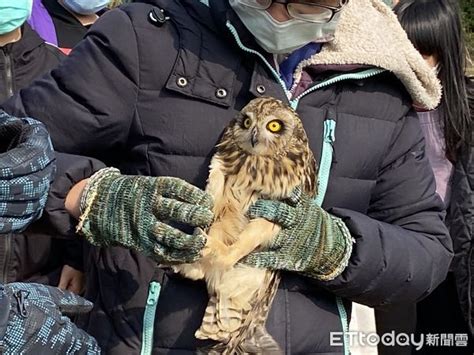 超萌保育類短耳鴞「觸機場防鳥網」受困 金管處今野放 Ettoday寵物雲 Ettoday新聞雲