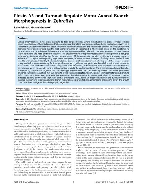 Pdf Plexin A3 And Turnout Regulate Motor Axonal Branch Morphogenesis