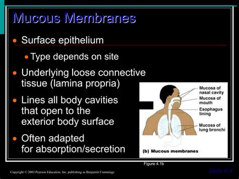 Epithelial Tissue Function And Location Ppt Ppt