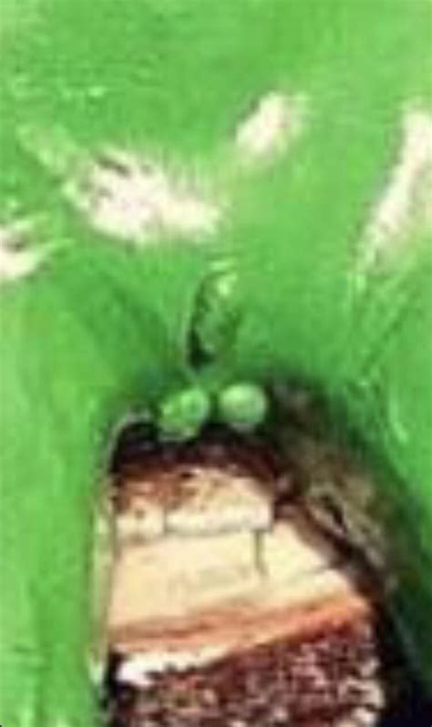 Blurseddick Scrolller