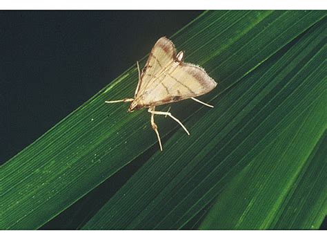害虫の対策 よく分かる水稲栽培