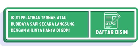 Panduan Pembibitan Sapi Perah Yang Tepat Dan Tip Perawatannya