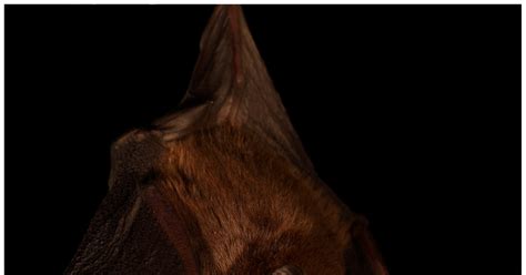 Even Motionless Prey Isnt Safe From This Bats Unique Echolocation