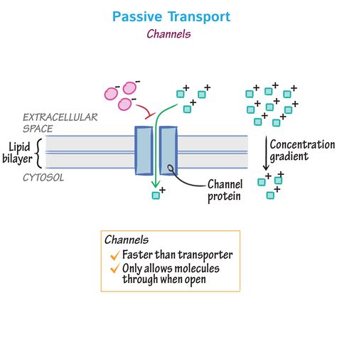 Cell Biology Glossary Passive Transport Draw It To Know It