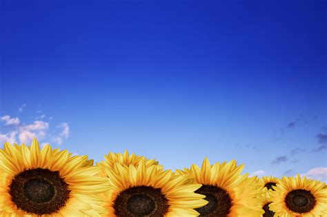 Free Summer Fun Download Free Summer Fun Png Images Free Cliparts On