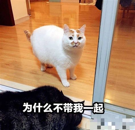 你有哪些楼楼的表情包 知乎