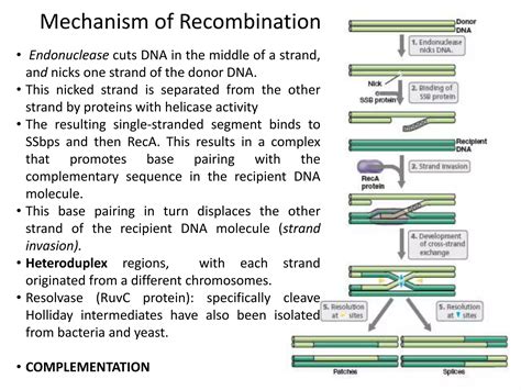 Genetic Recombinationpptx